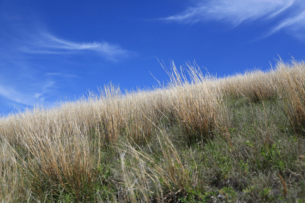 The lost gem of the PFRA Community Pastures – prairiecommons.ca